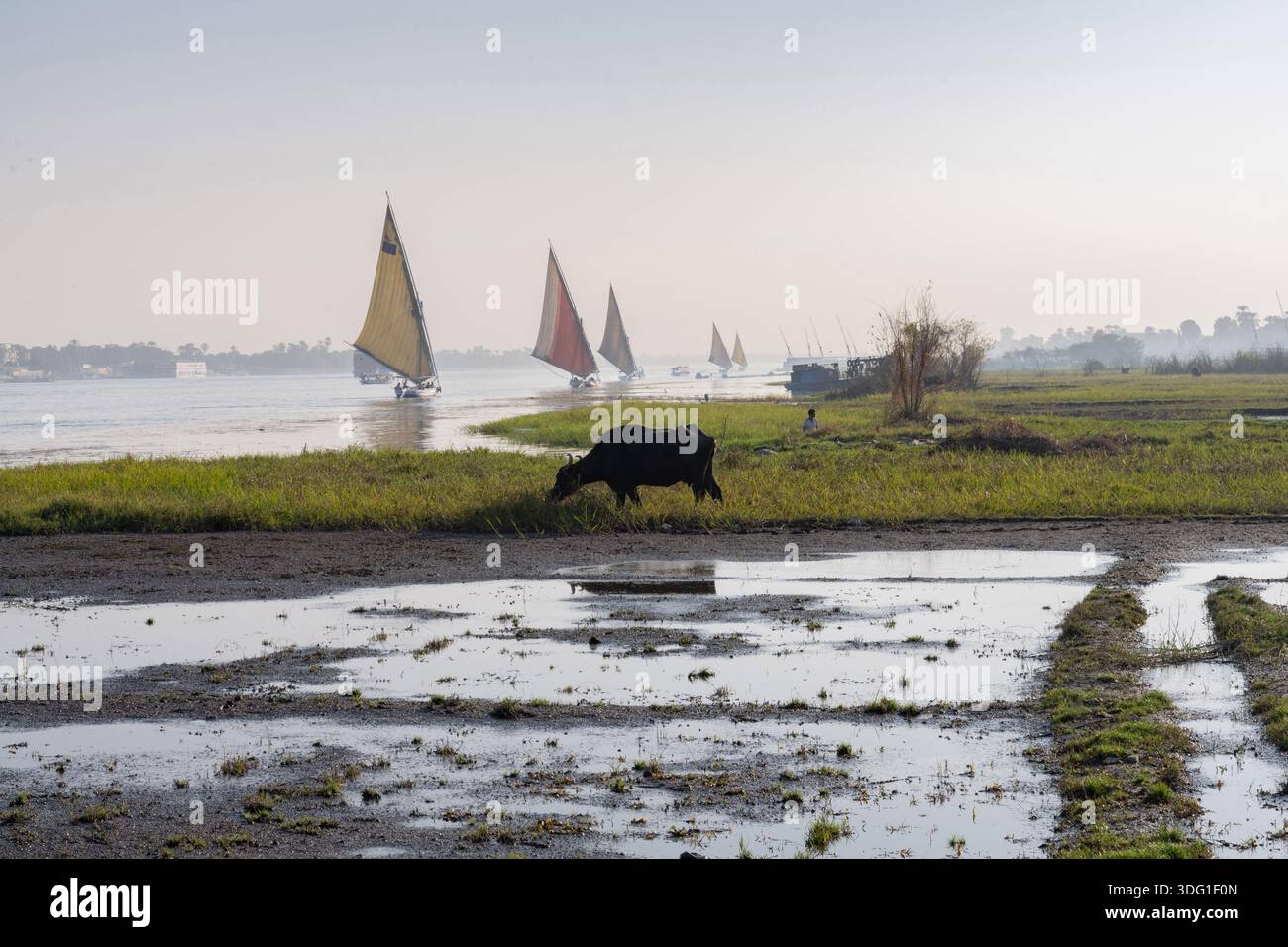 Water buffalo graze on Egyptian farmland, an alluvial floodplain being ...