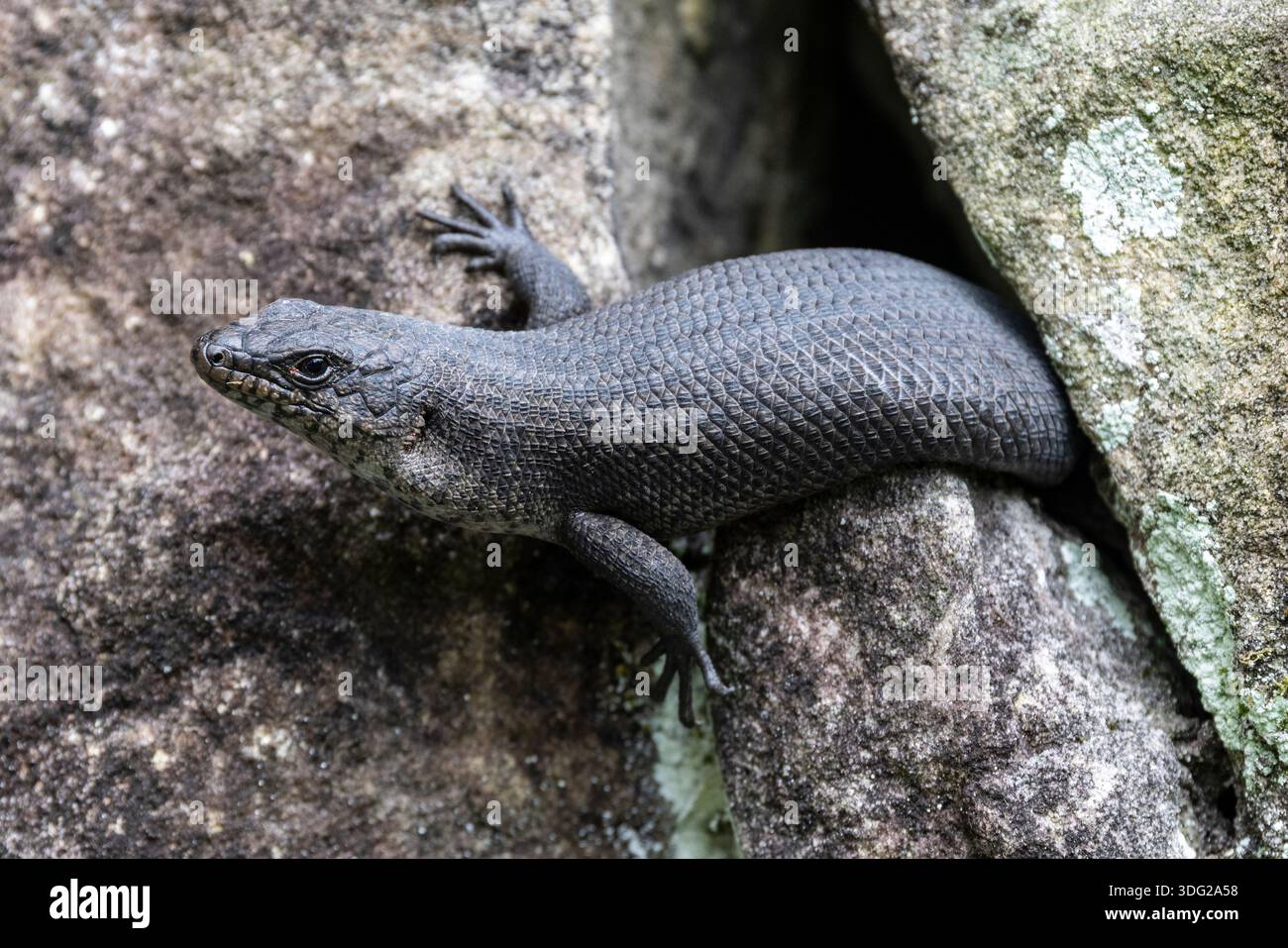 Australian black rock skink hi-res stock photography and images - Alamy