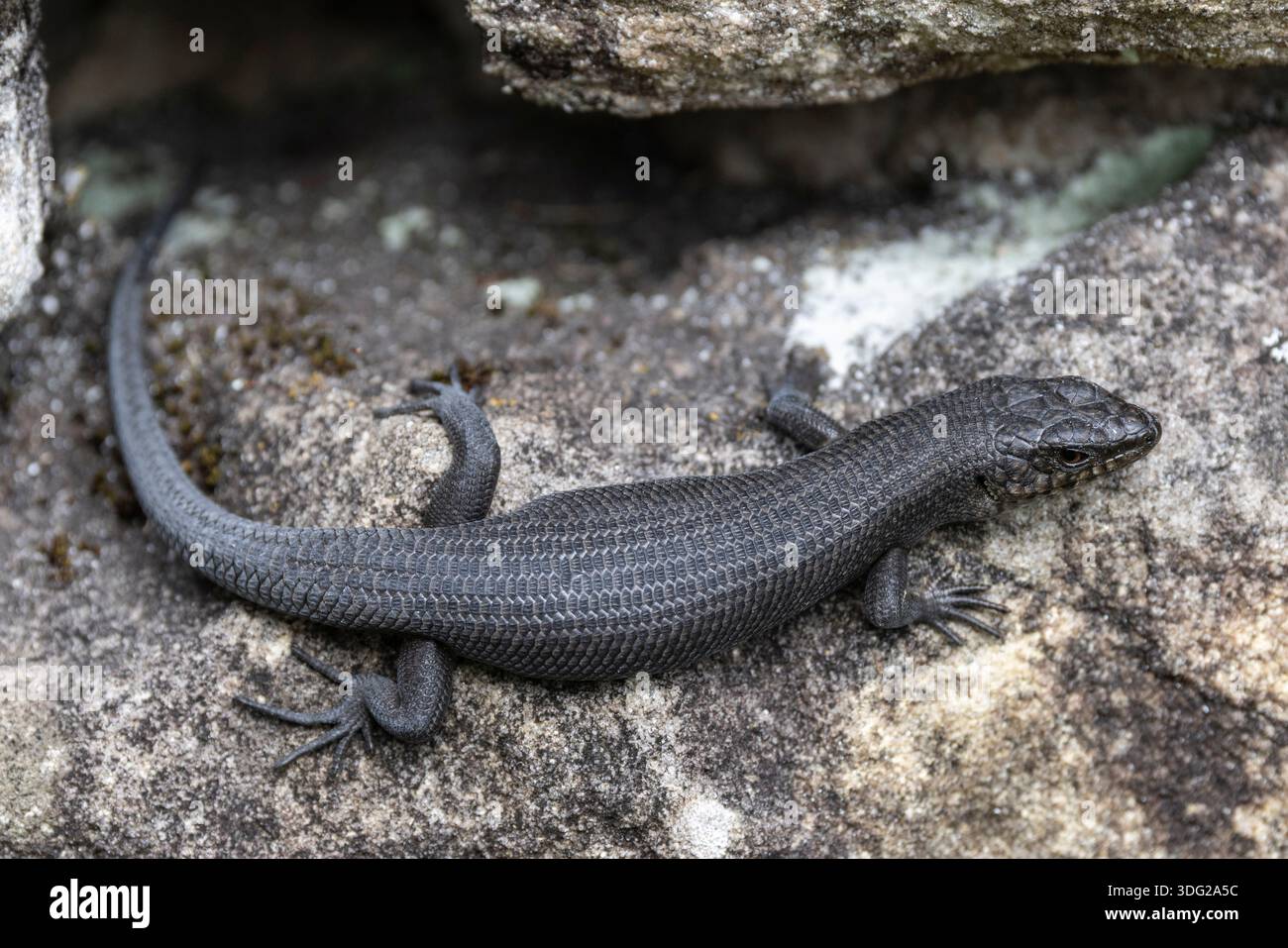 Australian black rock skink hi-res stock photography and images - Alamy