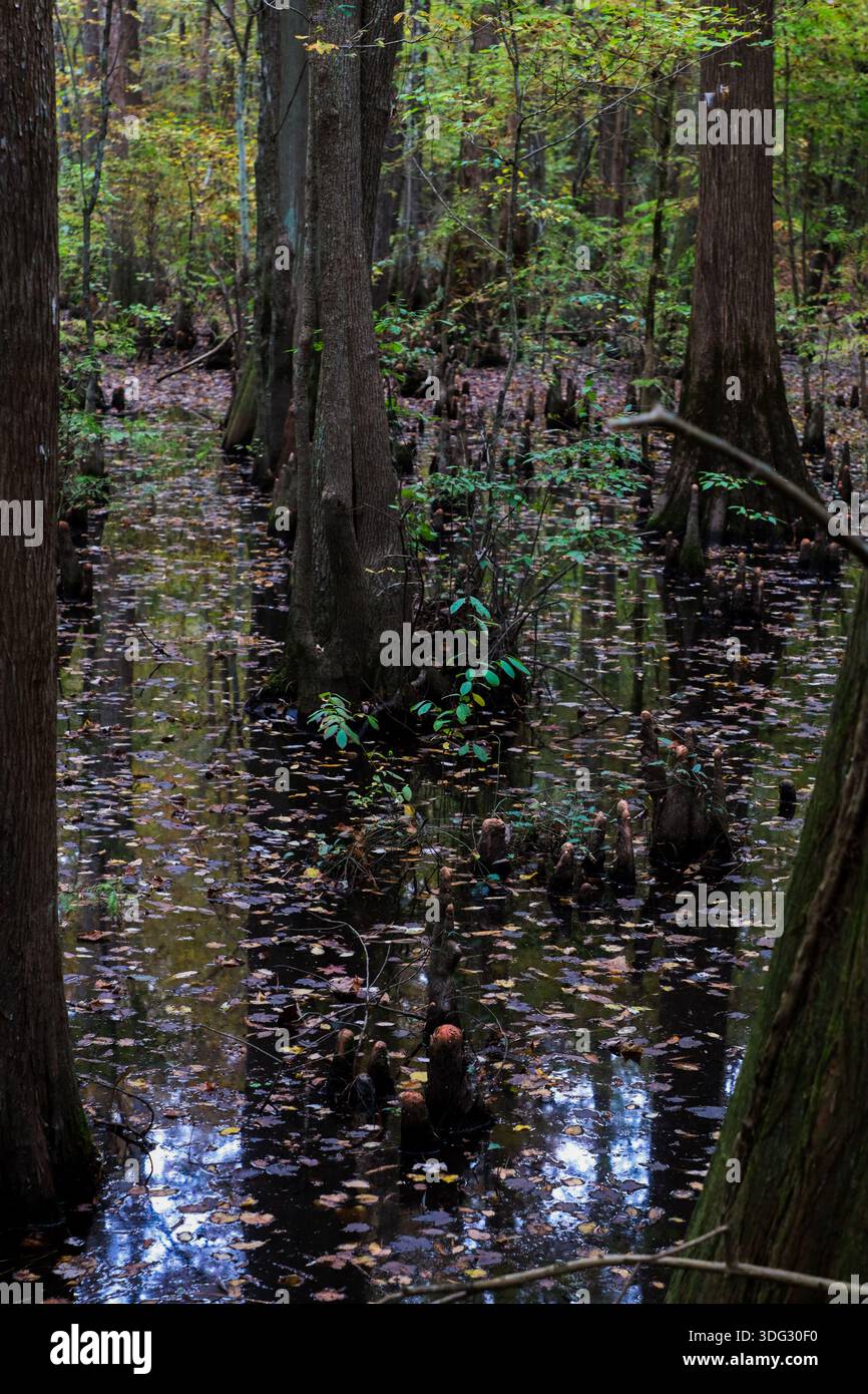 Autumn cypress swamp forest with standing dark water, tree trunks ...