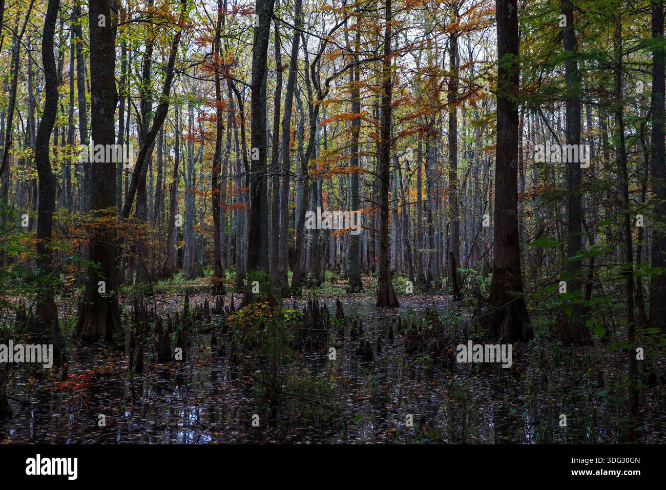 Wide panoramic view of a cypress swamp forest with standing water and ...