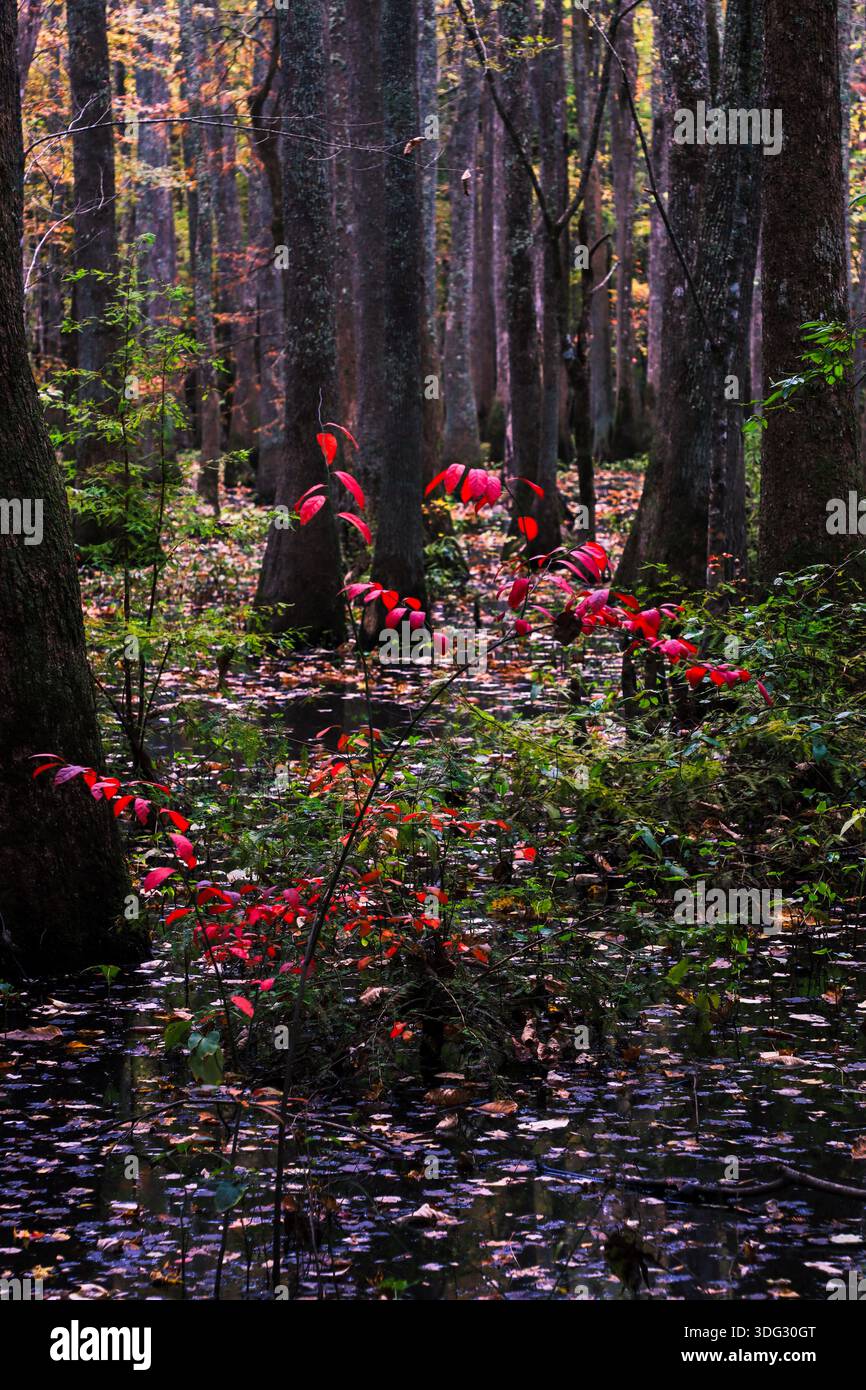 Bright red leaves standing out against dark swamp forest creating ...