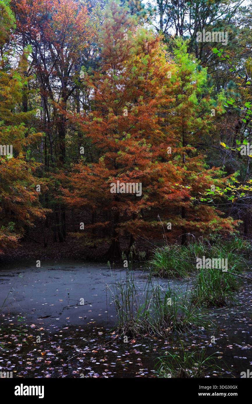 Cypress trees growing beside shallow swamp water with grasses and ...
