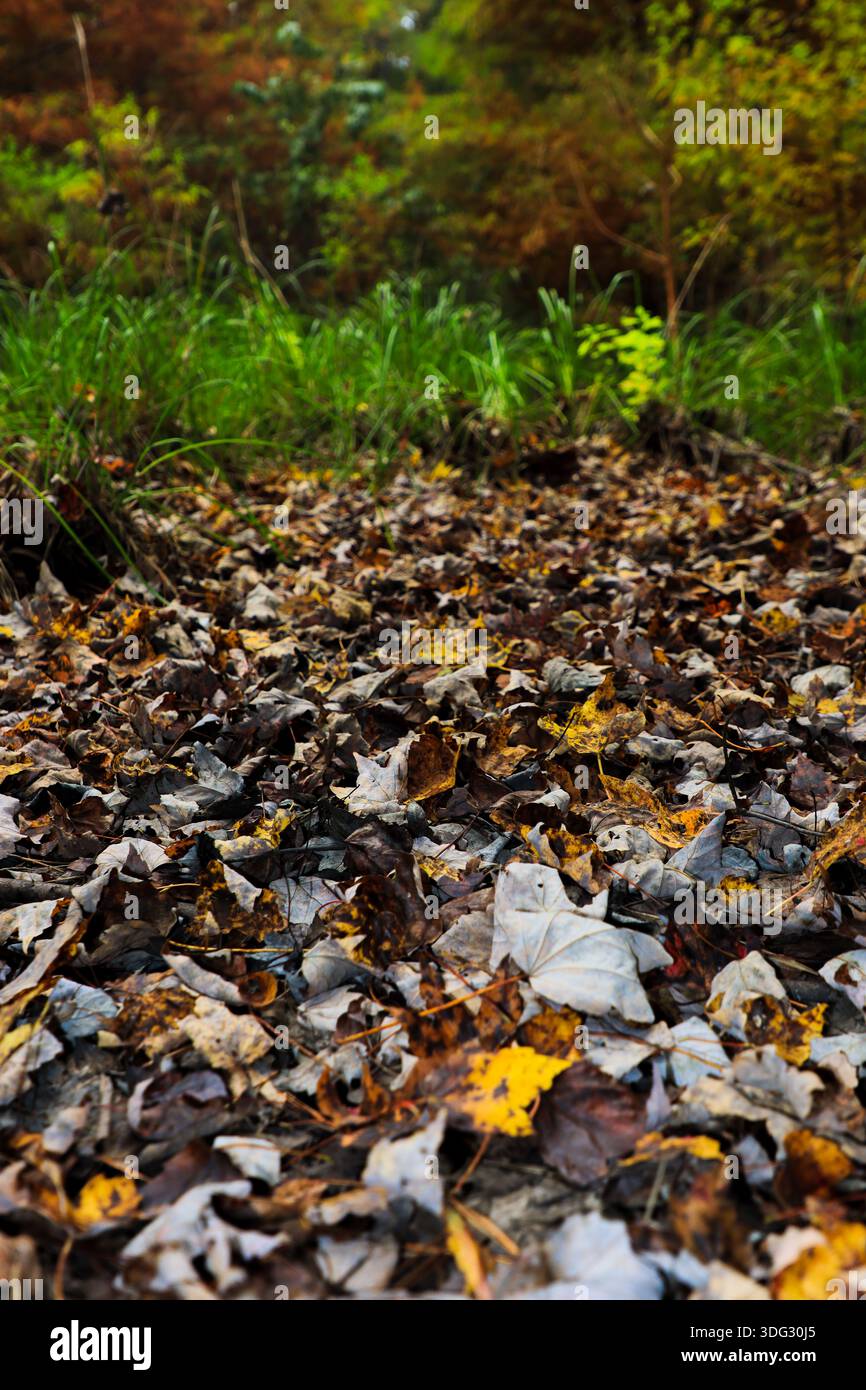 Fallen autumn leaves covering forest floor with soft background ...