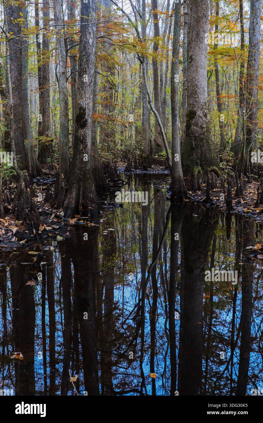 Flooded forest reminding of swamp landscape with autumn colored trees ...