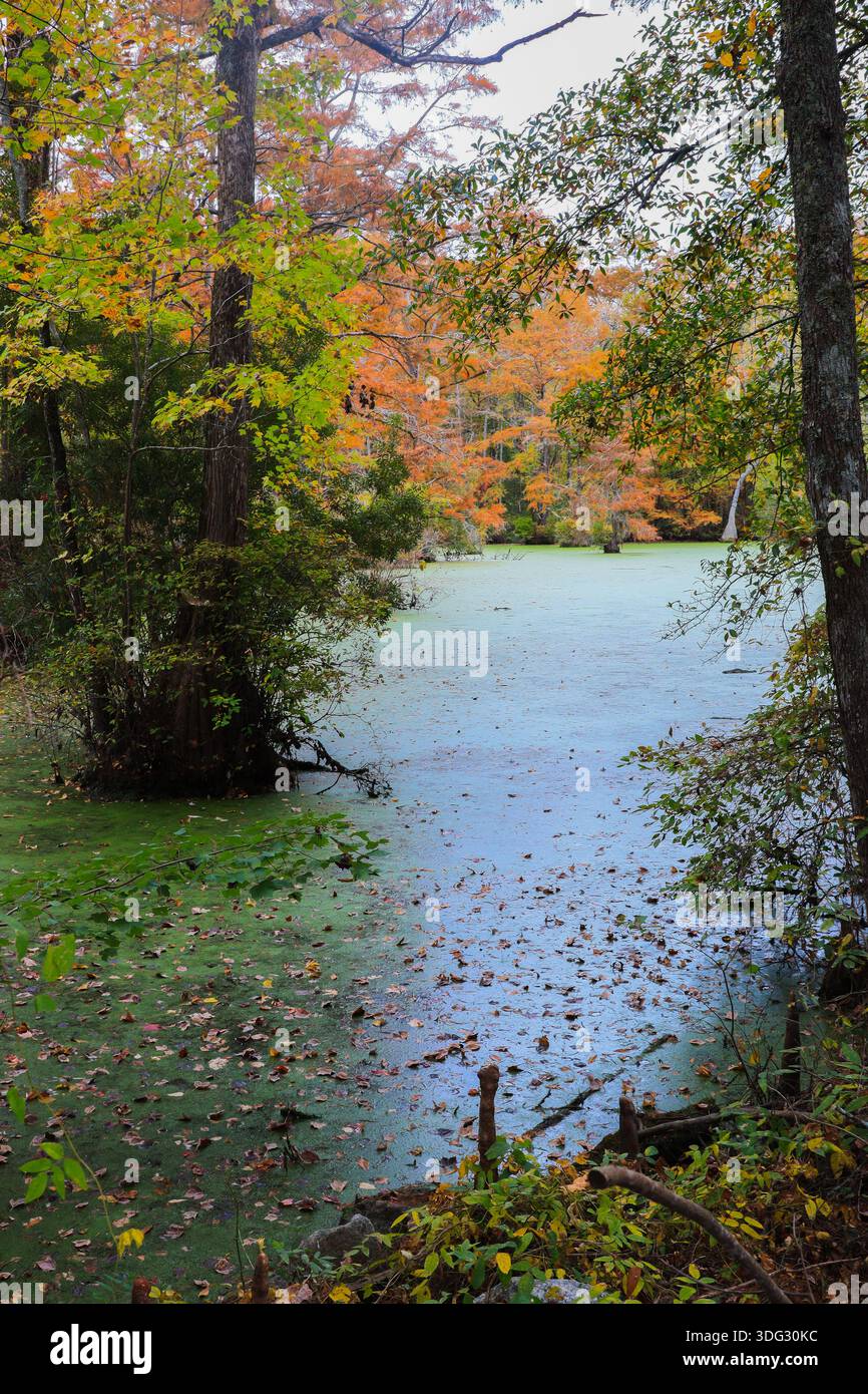 Solitary tree standing in green algae covered swamp water creating ...