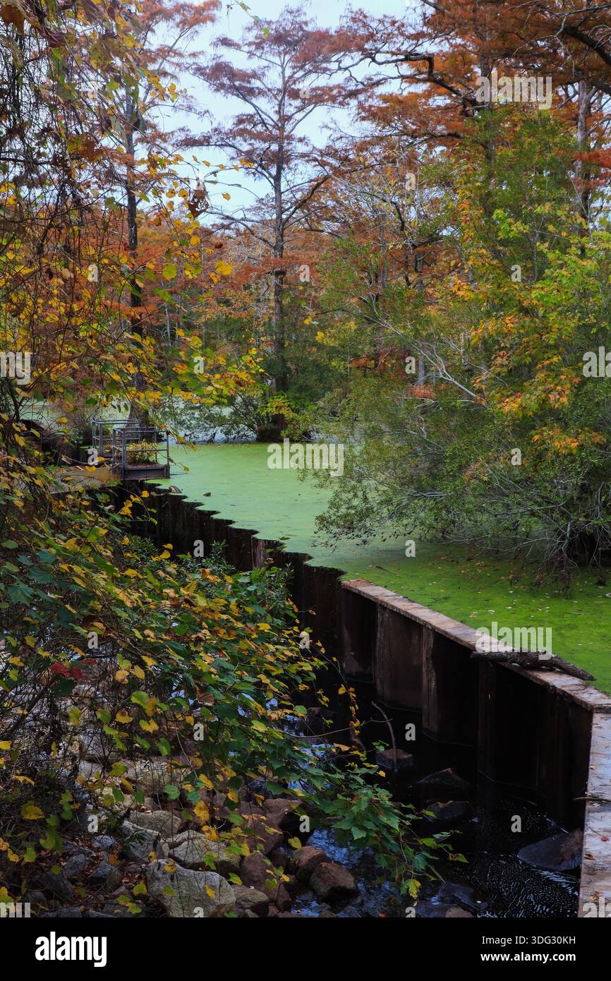 Swamp shoreline with wooden retaining wall, green water surface, autumn ...