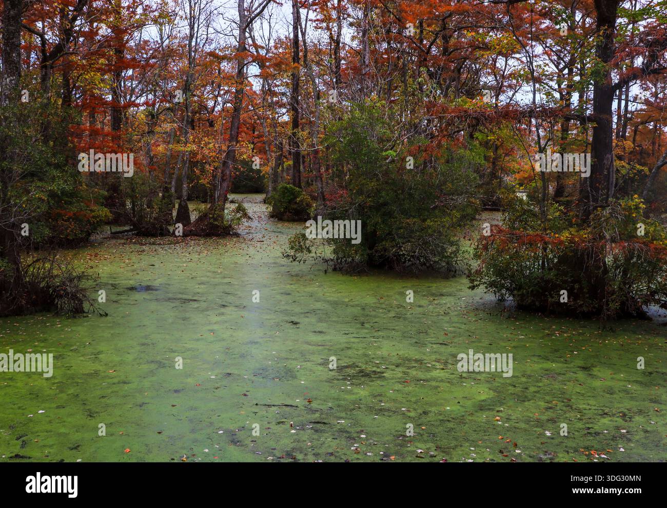 Wide view of autumn swamp forest with orange foliage, green water, and ...