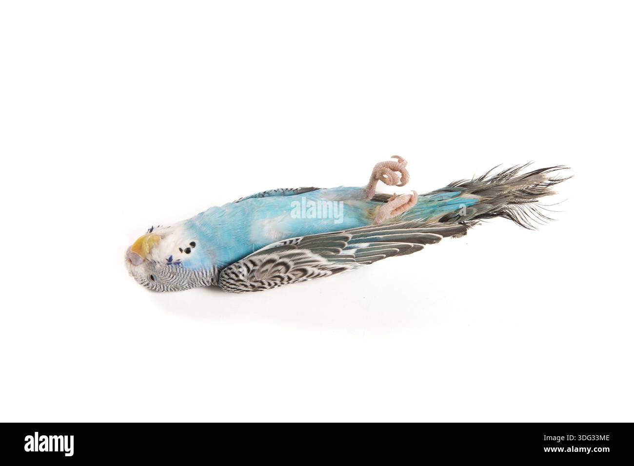 a dead parrot on white background Stock Photo - Alamy