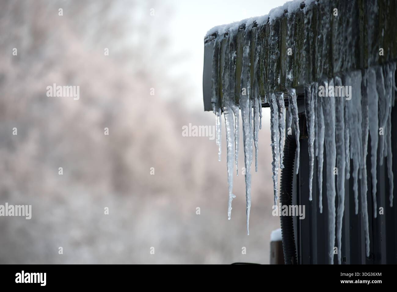 Detailed view of sharp, translucent icicles formed from melting snow ...