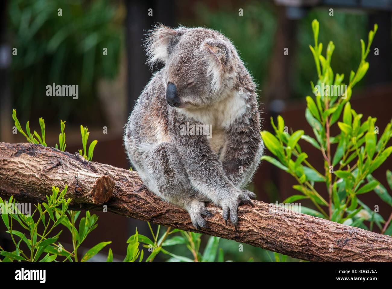 The Taronga Zoo in Sydney, Australia, houses many fascinating animals ...