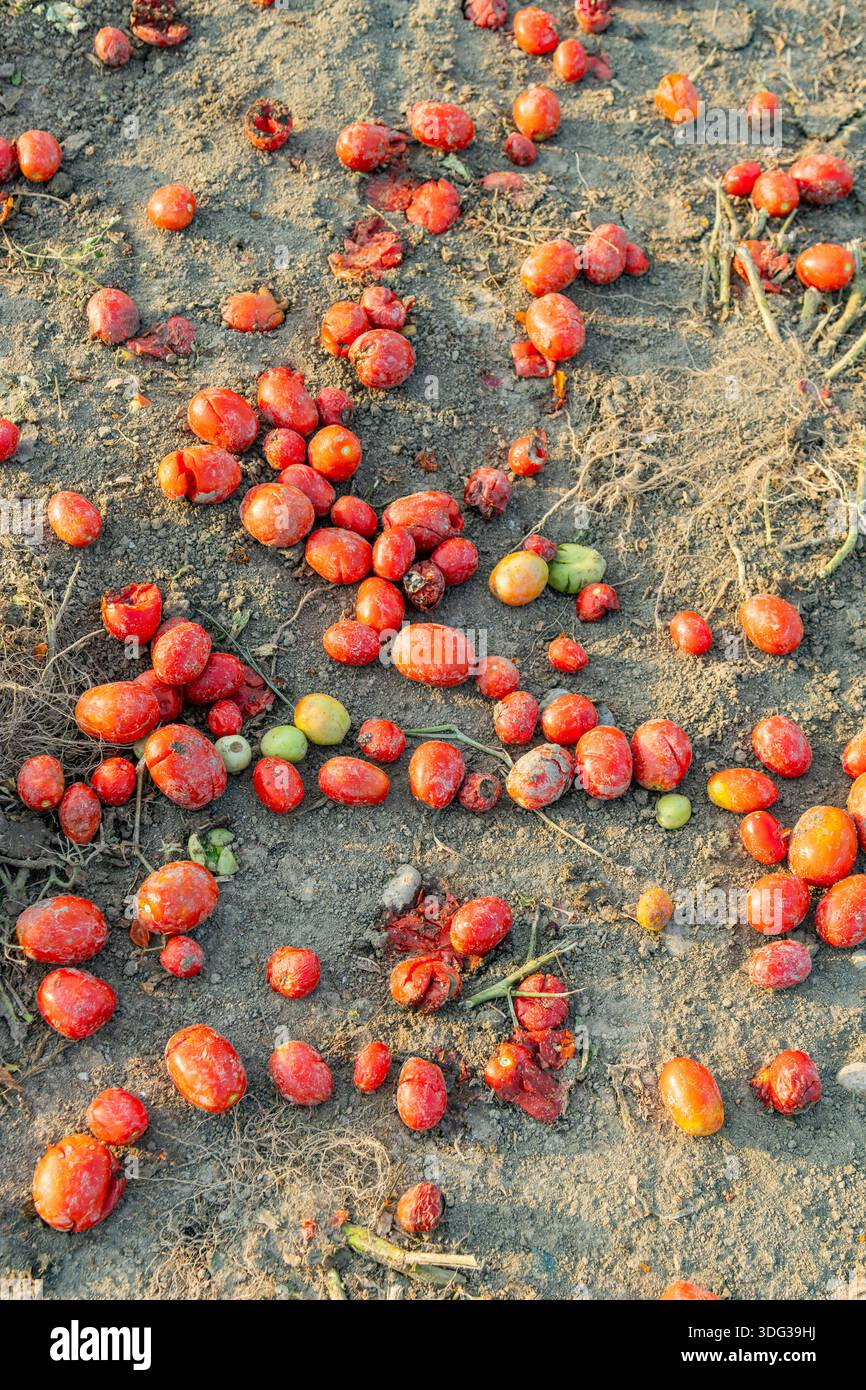 Decaying tomatoes scattered across agricultural land representing the ...