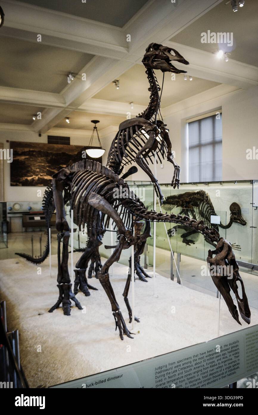 Edmontosaurus annectens dinosaurs hi-res stock photography and images ...