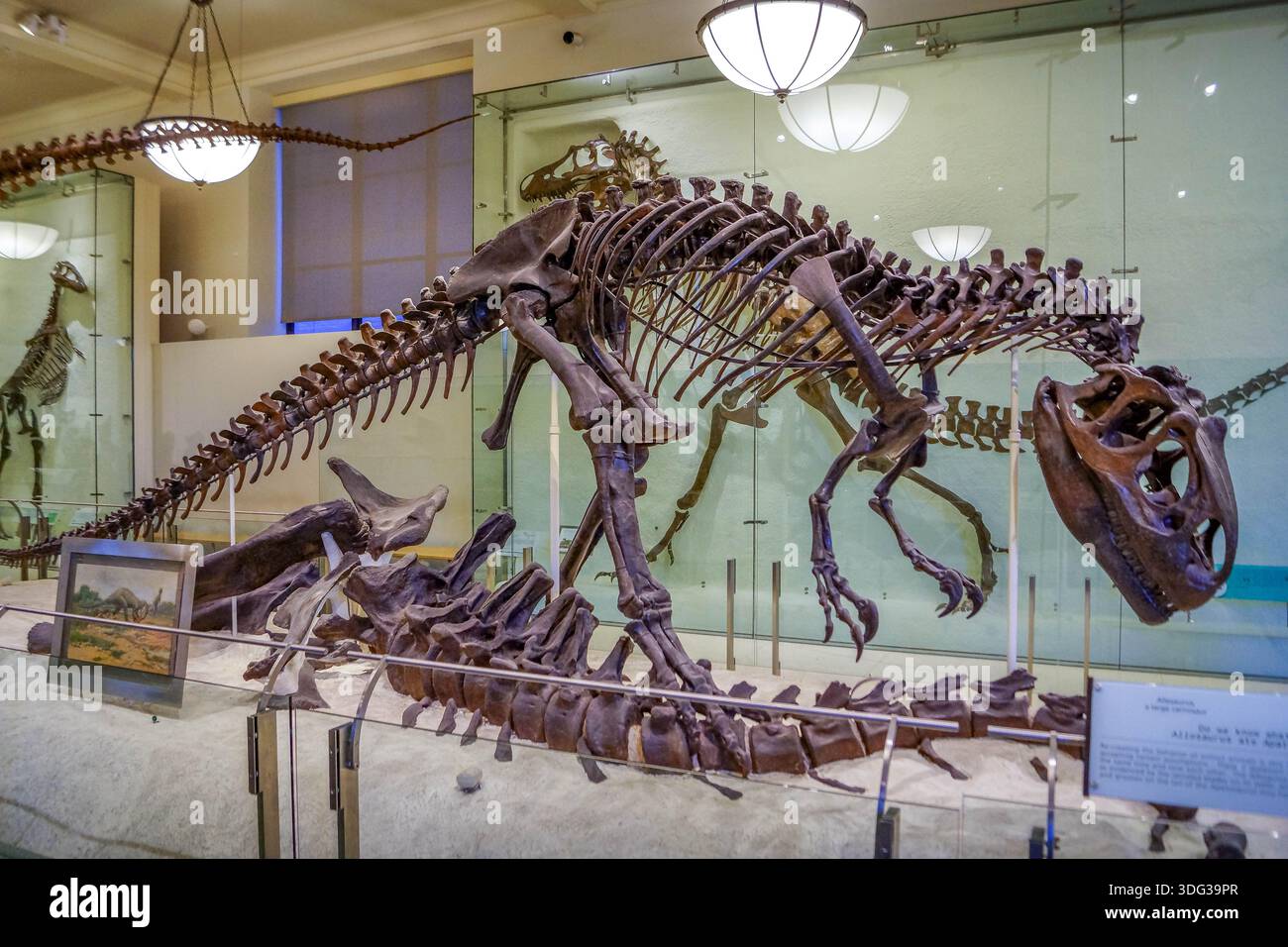 Barnum brown fossil hi-res stock photography and images - Alamy