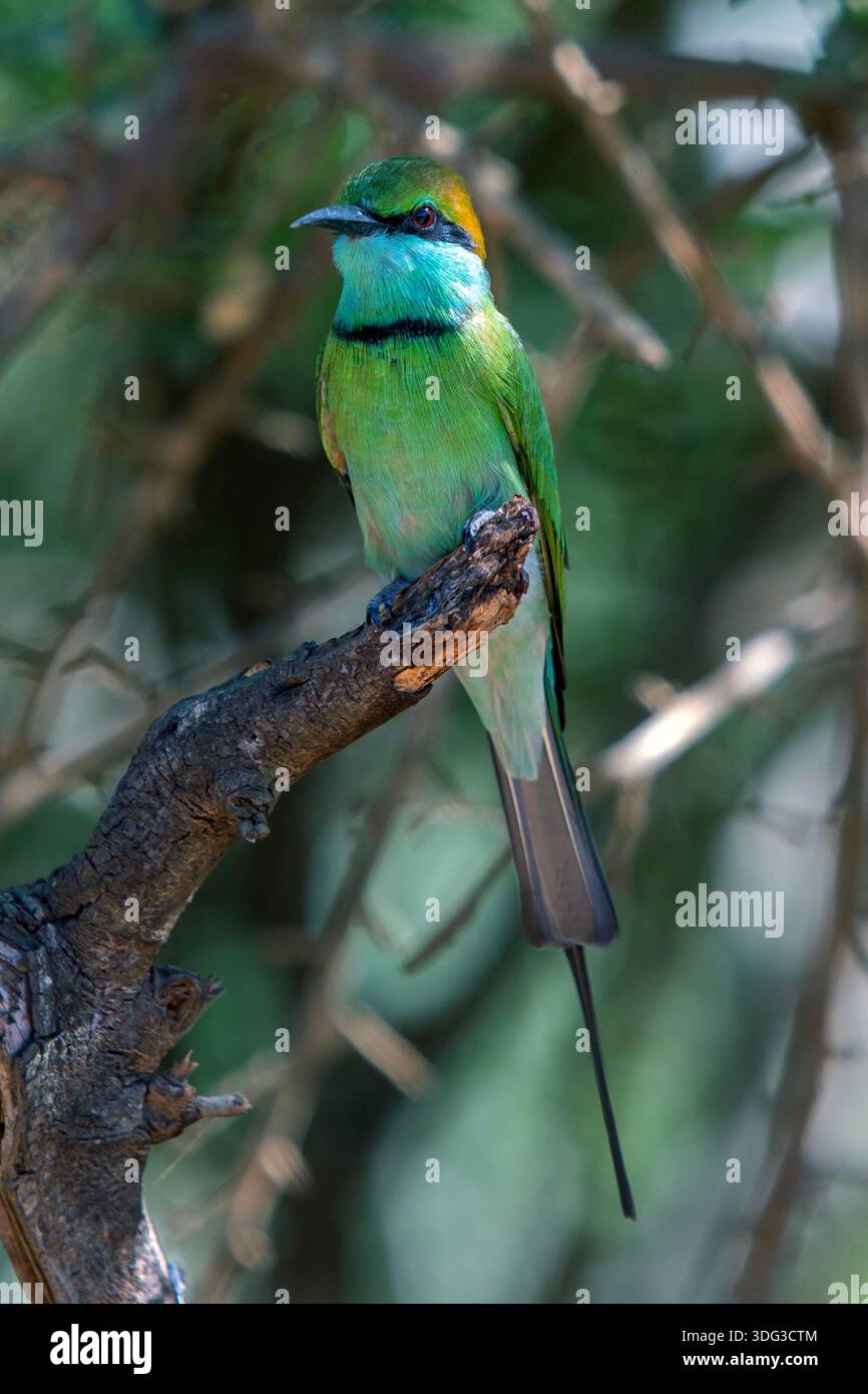 TISSAMAHARAMA, SRI LANKA - JANUARY 10, 2026 : A Asian Green Bee Eater ...