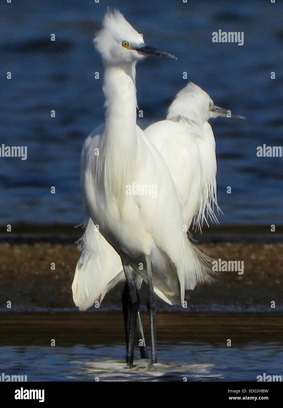 White egrets inhabit at Qingtian Port in Yangjiang Village, Heyuan Town ...
