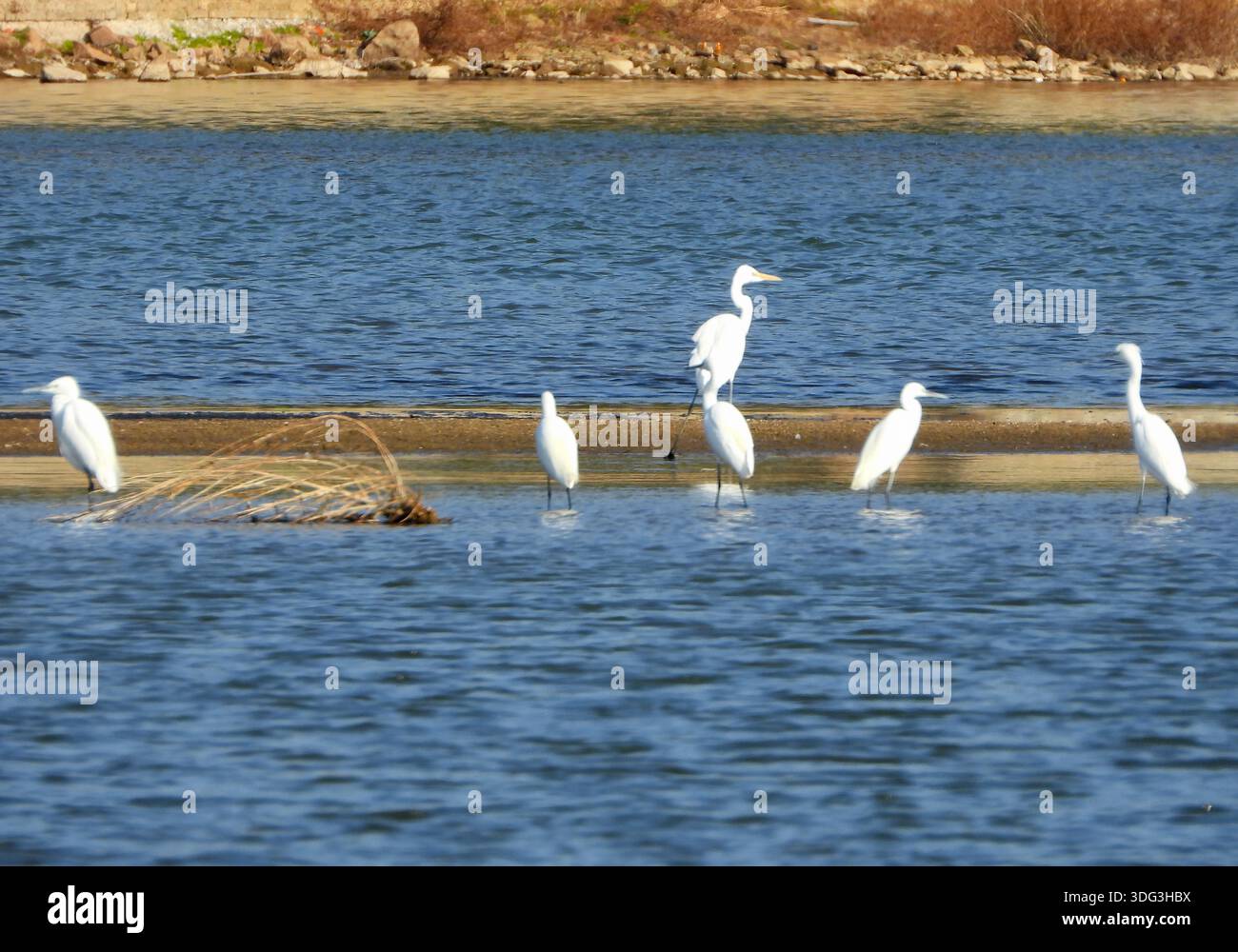 White egrets inhabit at Qingtian Port in Yangjiang Village, Heyuan Town ...
