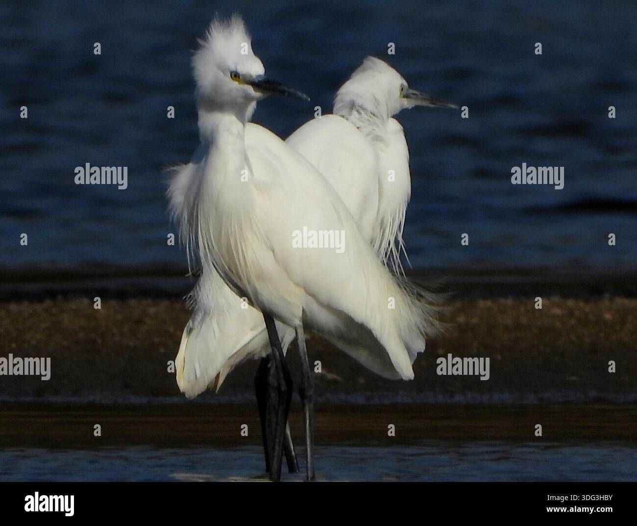 White egrets inhabit at Qingtian Port in Yangjiang Village, Heyuan Town ...