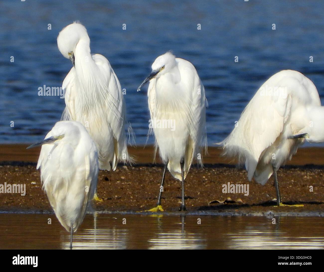 White egrets inhabit at Qingtian Port in Yangjiang Village, Heyuan Town ...