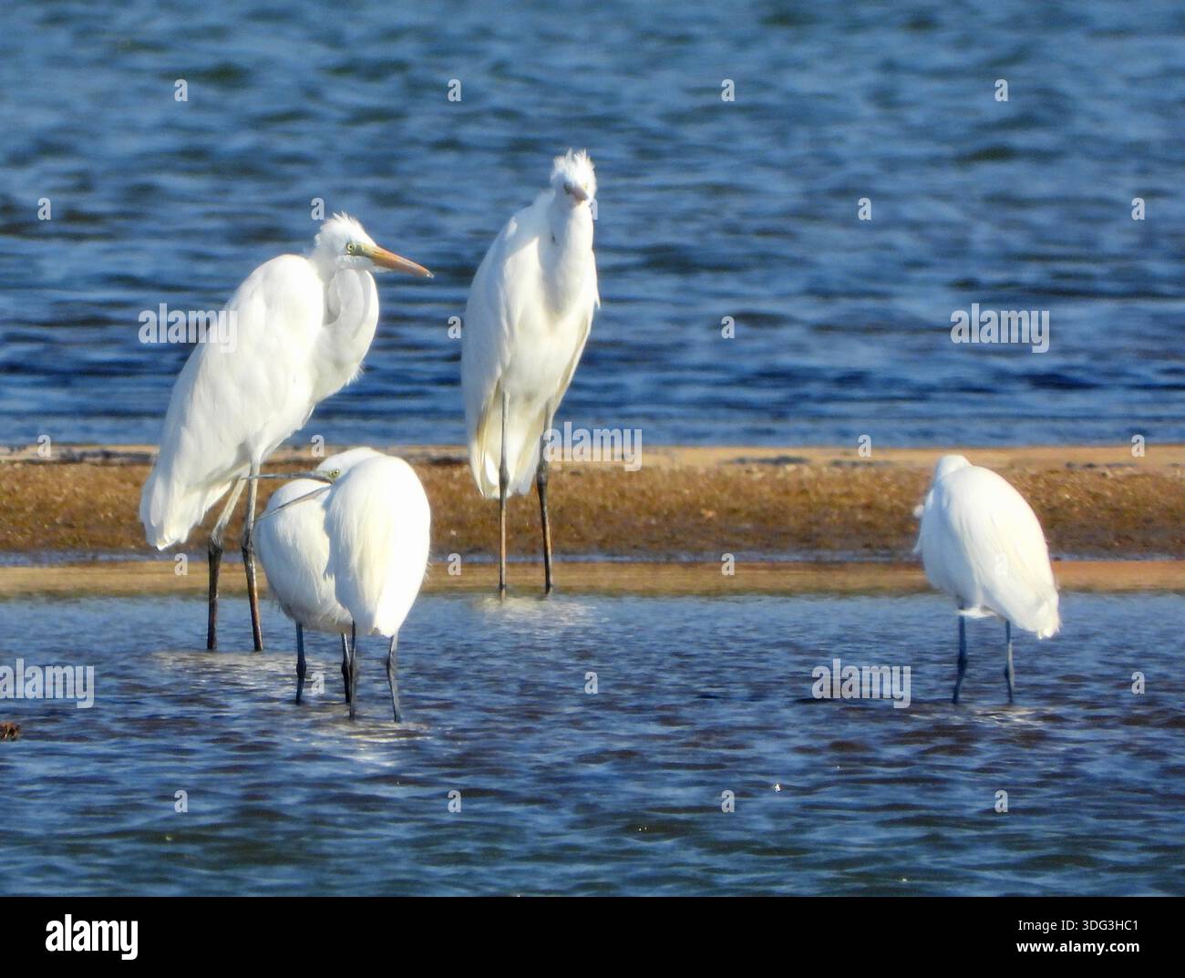White egrets inhabit at Qingtian Port in Yangjiang Village, Heyuan Town ...