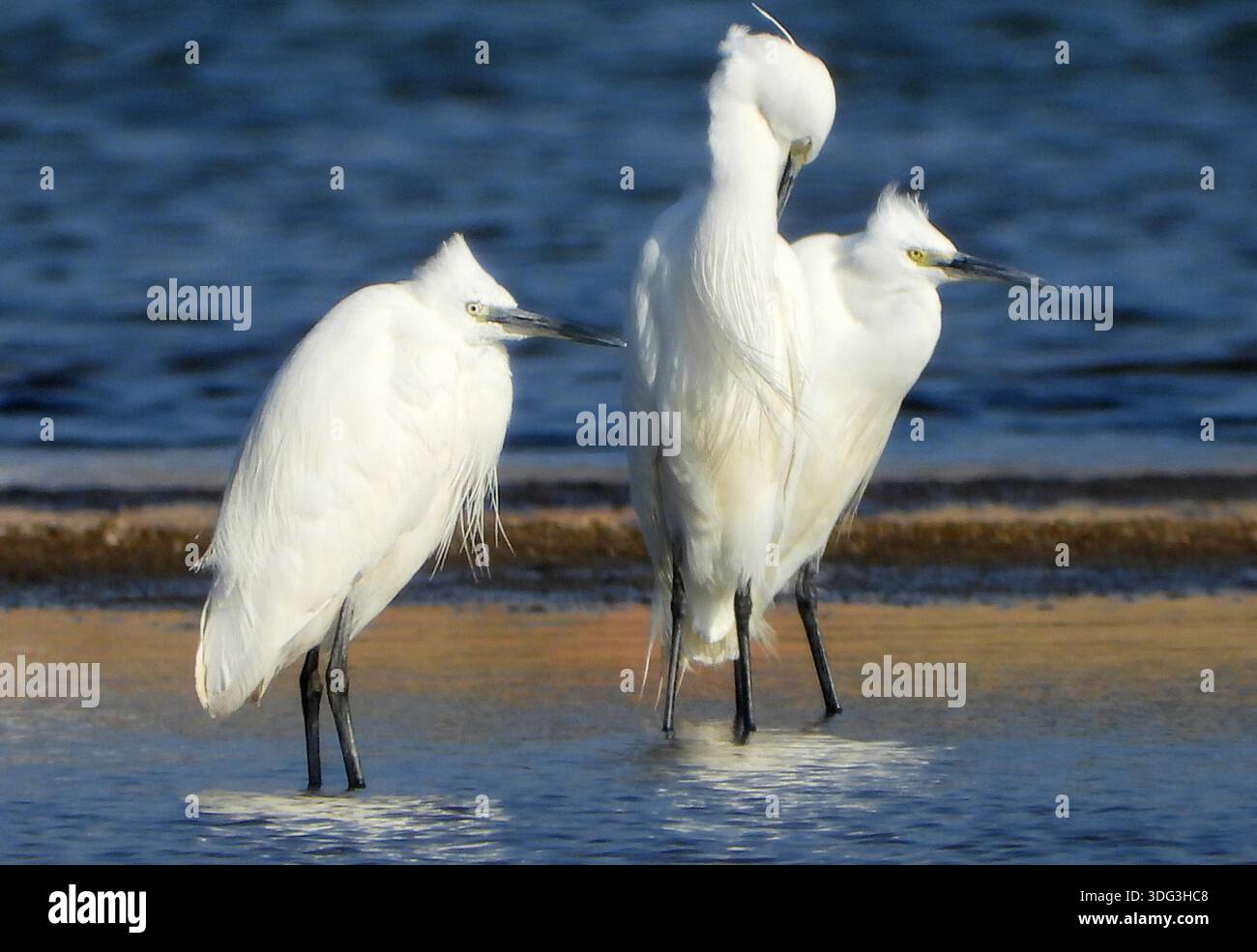 White egrets inhabit at Qingtian Port in Yangjiang Village, Heyuan Town ...
