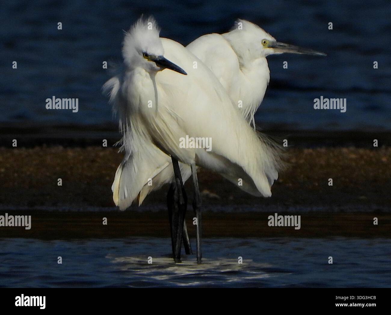 White egrets inhabit at Qingtian Port in Yangjiang Village, Heyuan Town ...