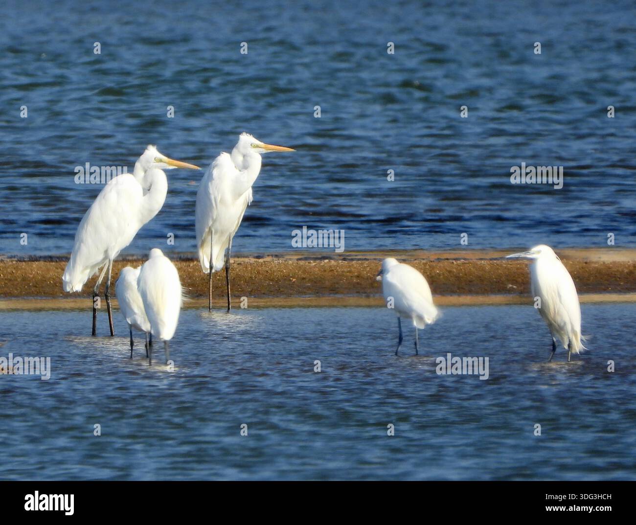 White egrets inhabit at Qingtian Port in Yangjiang Village, Heyuan Town ...
