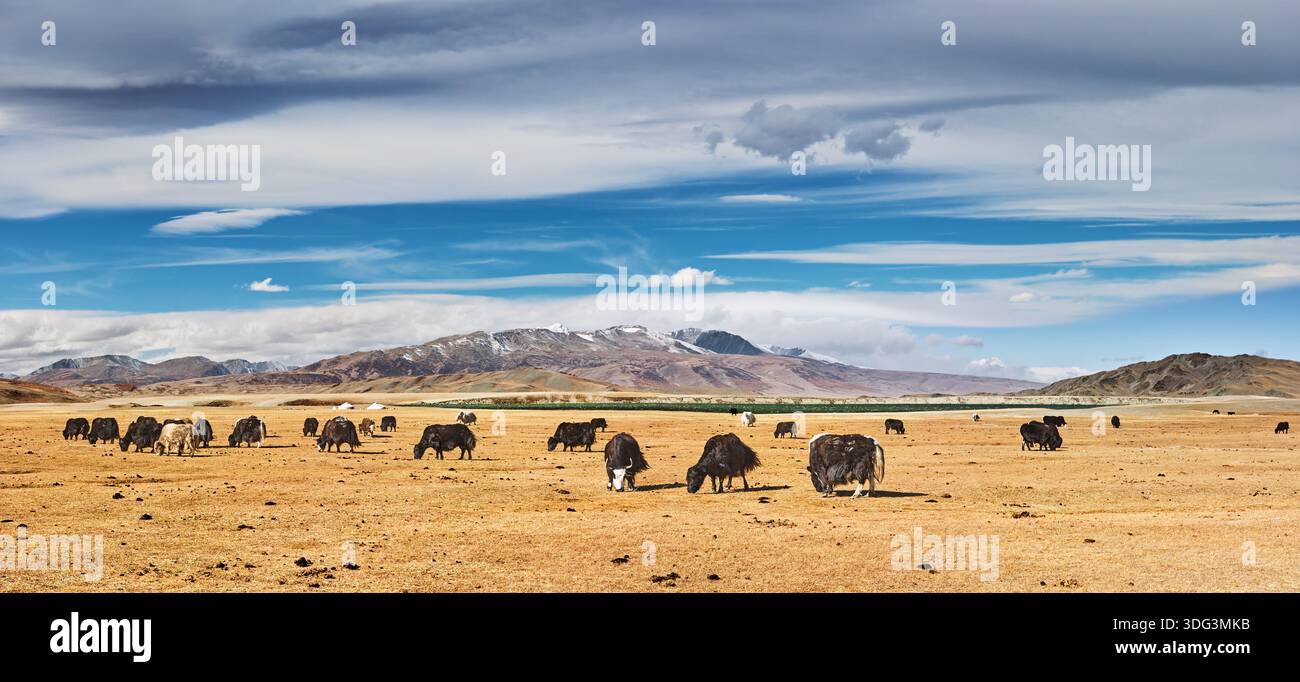 Mongolian mountain range grazing hi-res stock photography and images ...