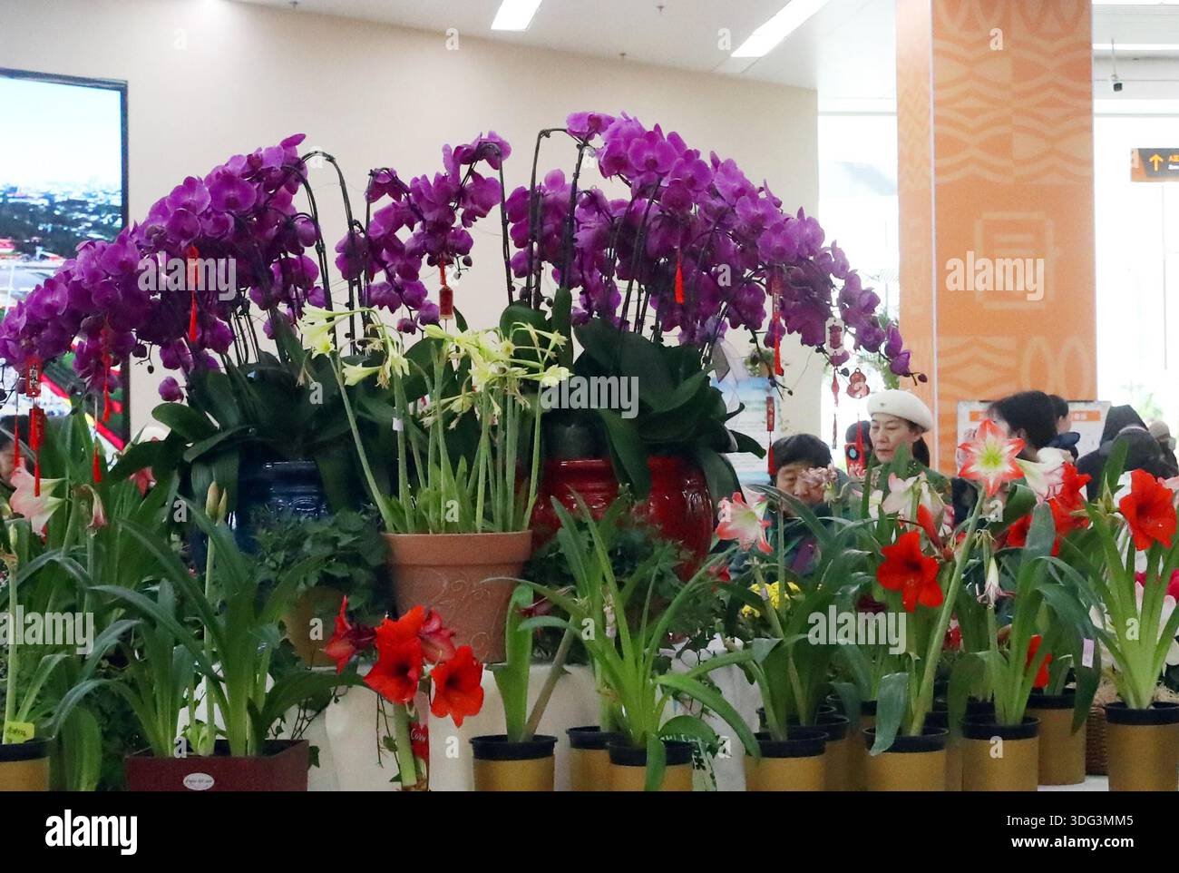Citizens visit a flower exhibition at Beijing Municipal Service Center ...