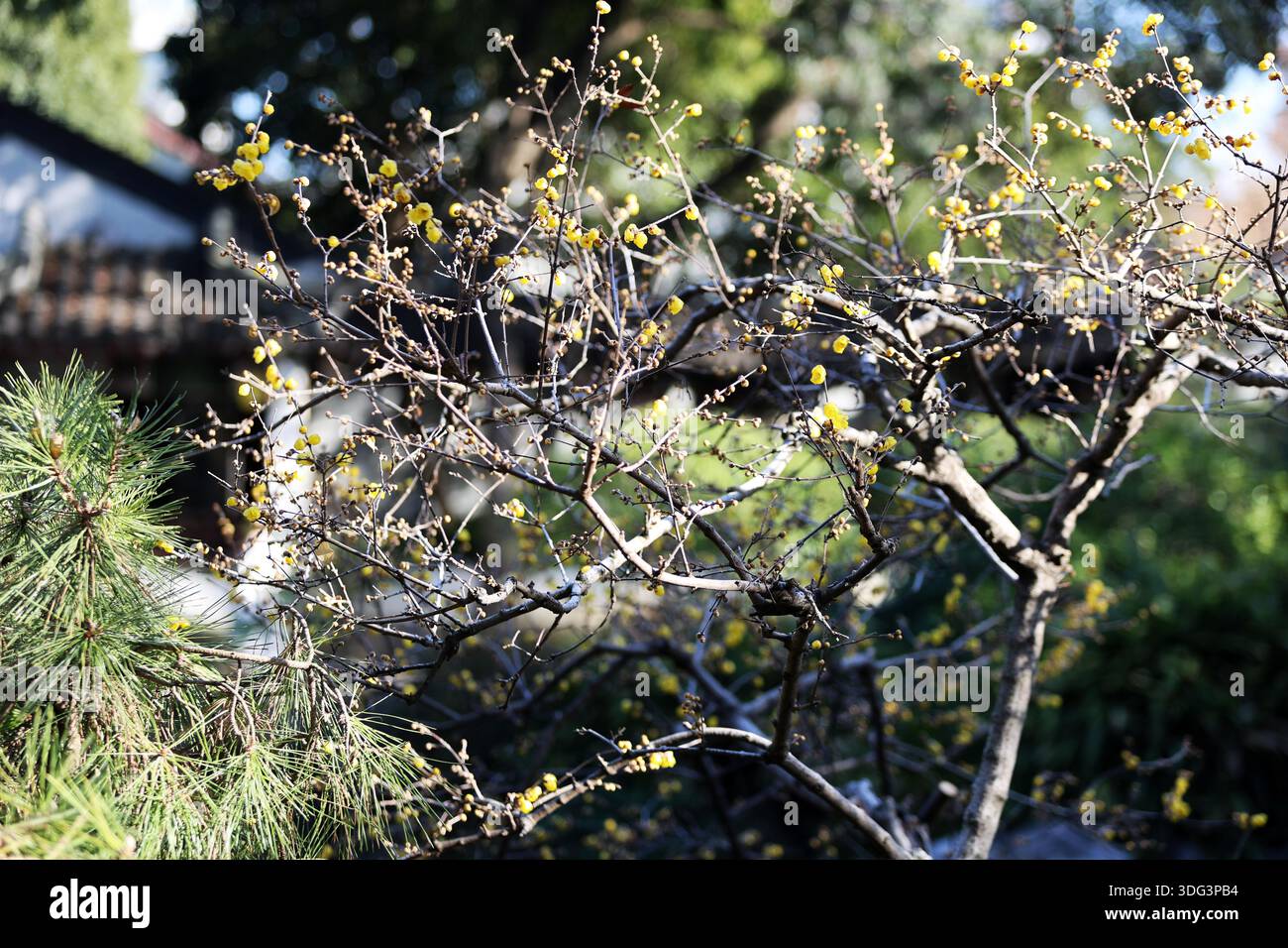Wintersweet blossoms bloom at Zhan Garden in Nanjing City, east China's ...
