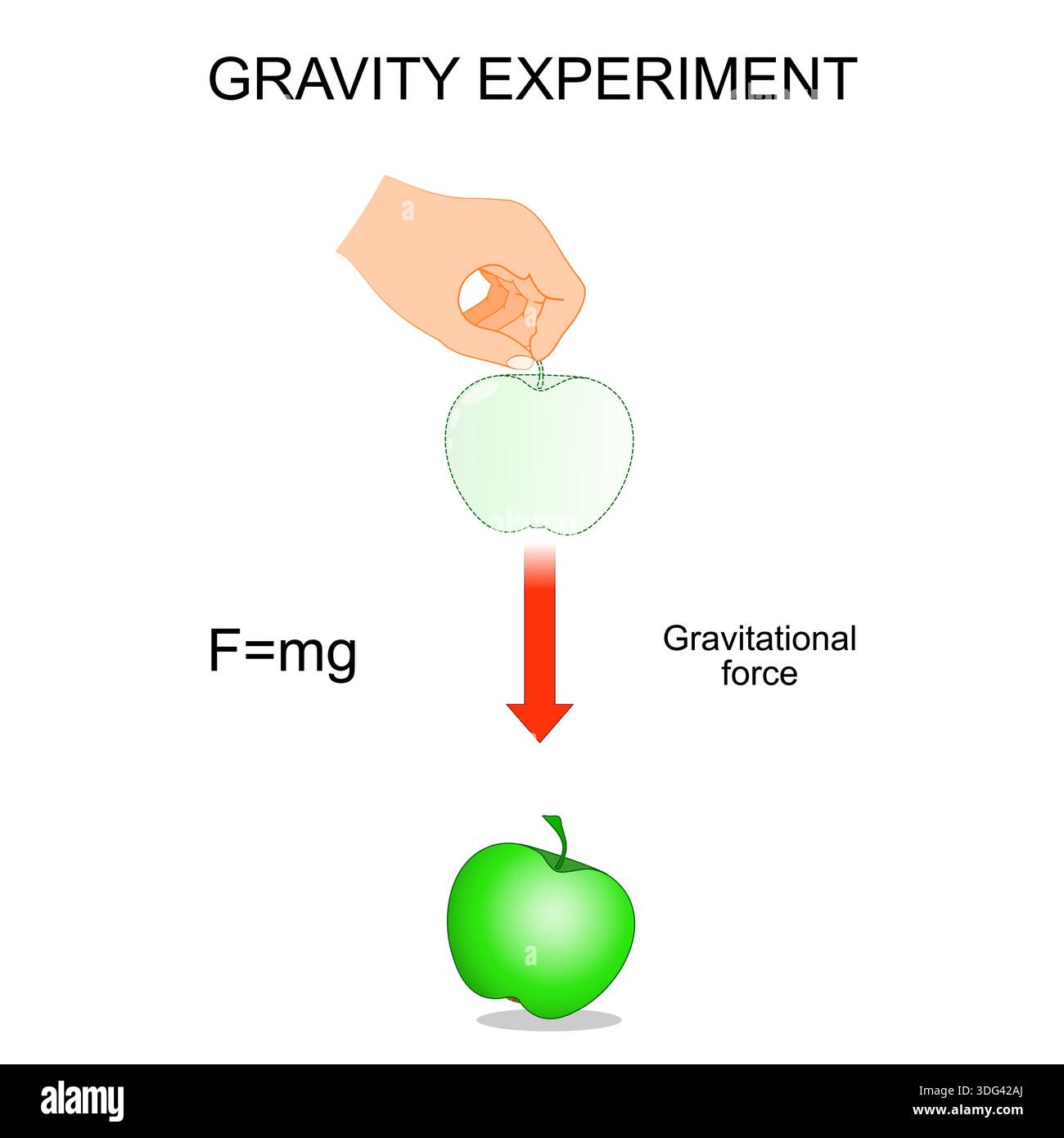 Isaac newton experiment Stock Vector Images - Alamy