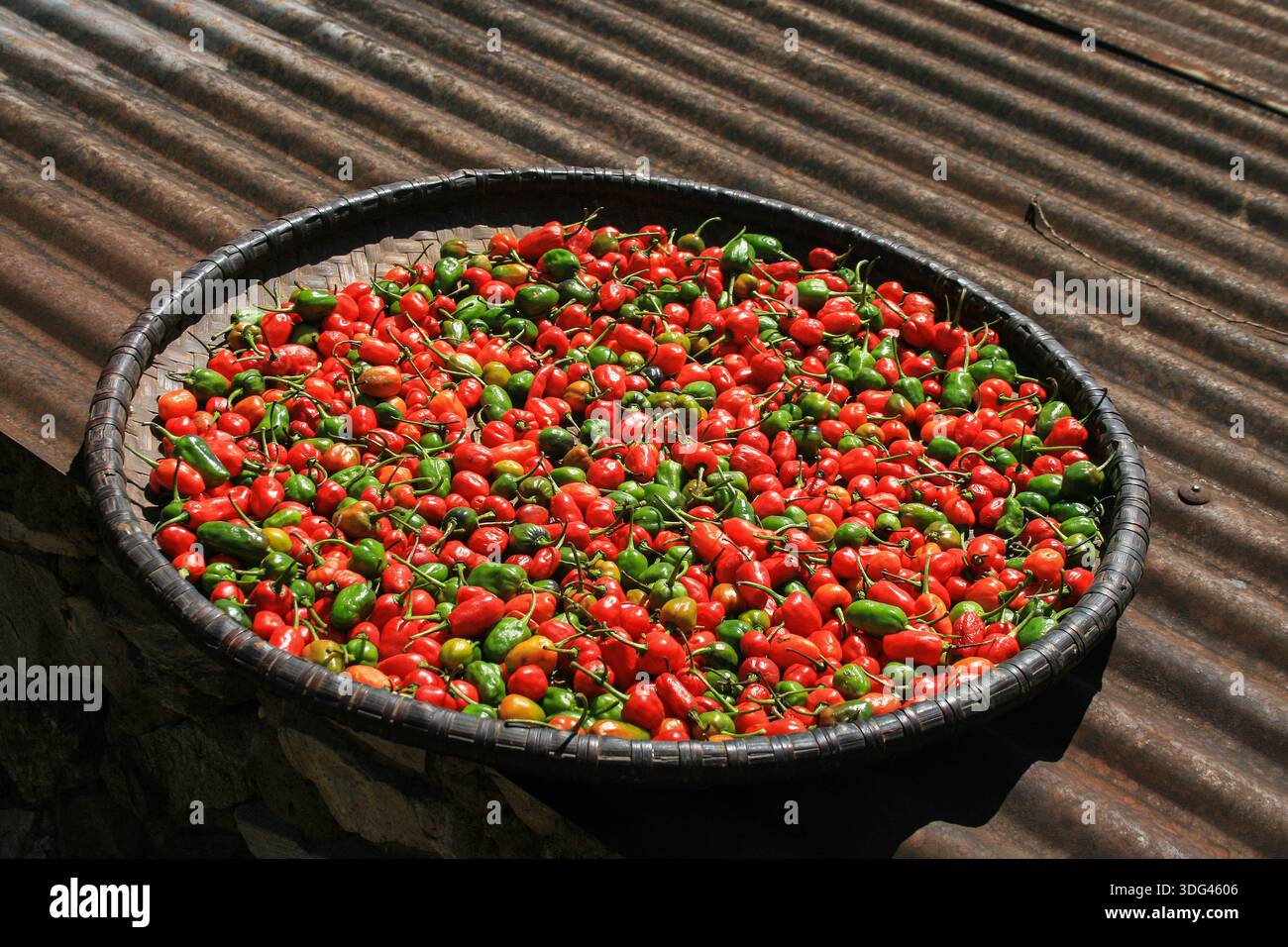 Chillis spread in a single layer to dry out hi-res stock photography ...