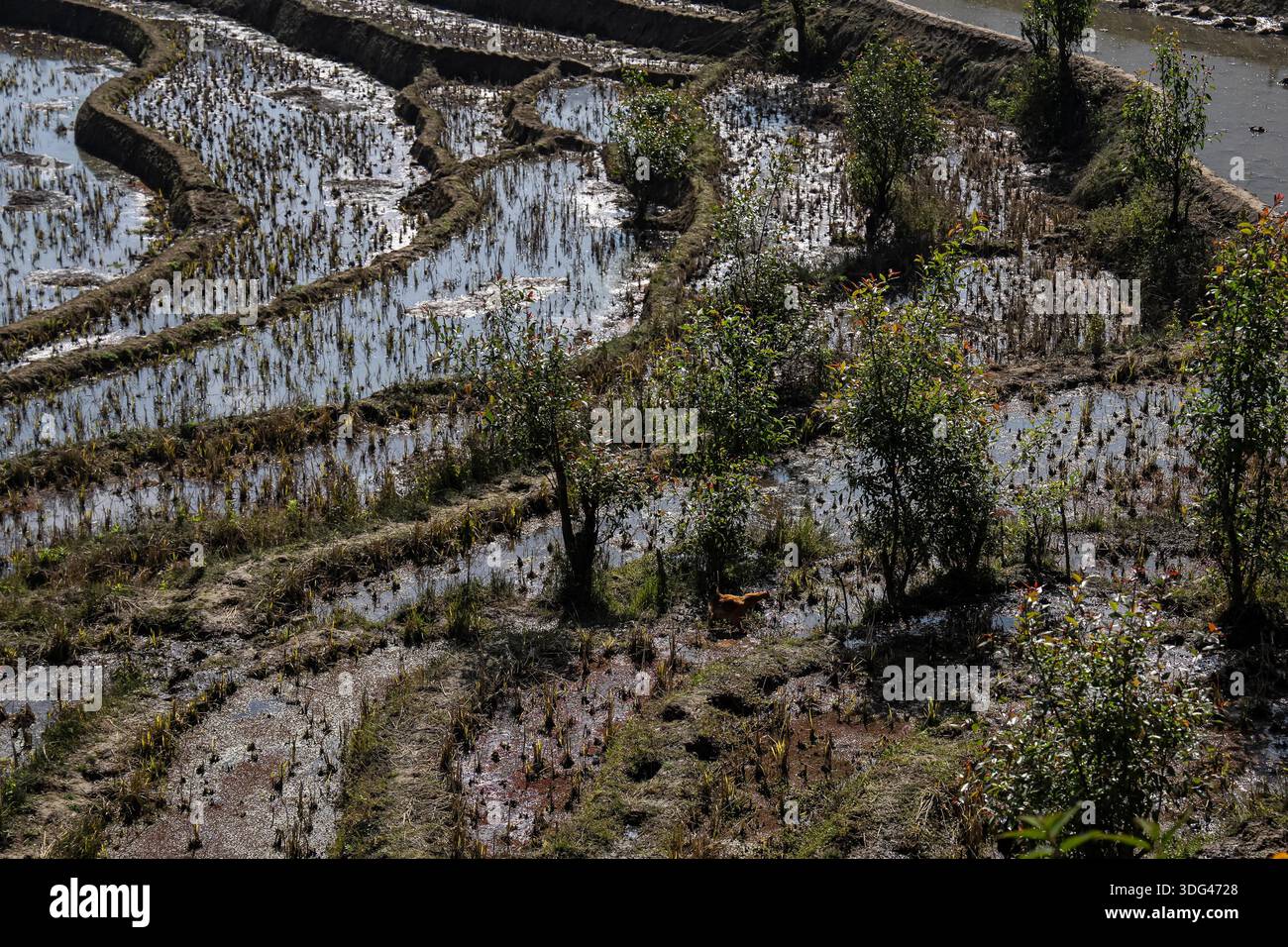 Aerial photo shows the terraces fields in Honghe County, Honghe Hani ...