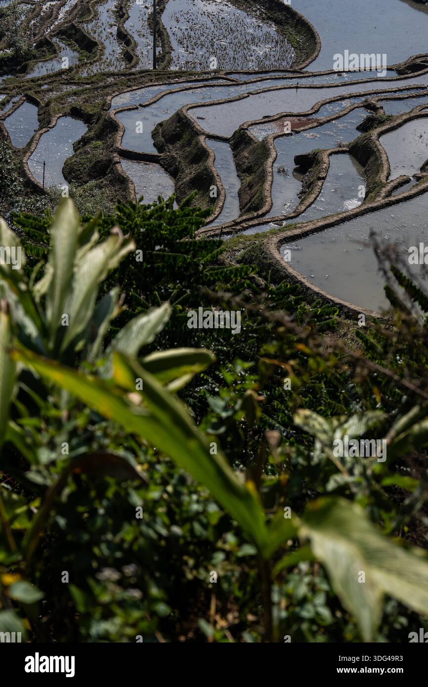 Aerial photo shows the terraces fields in Honghe County, Honghe Hani ...