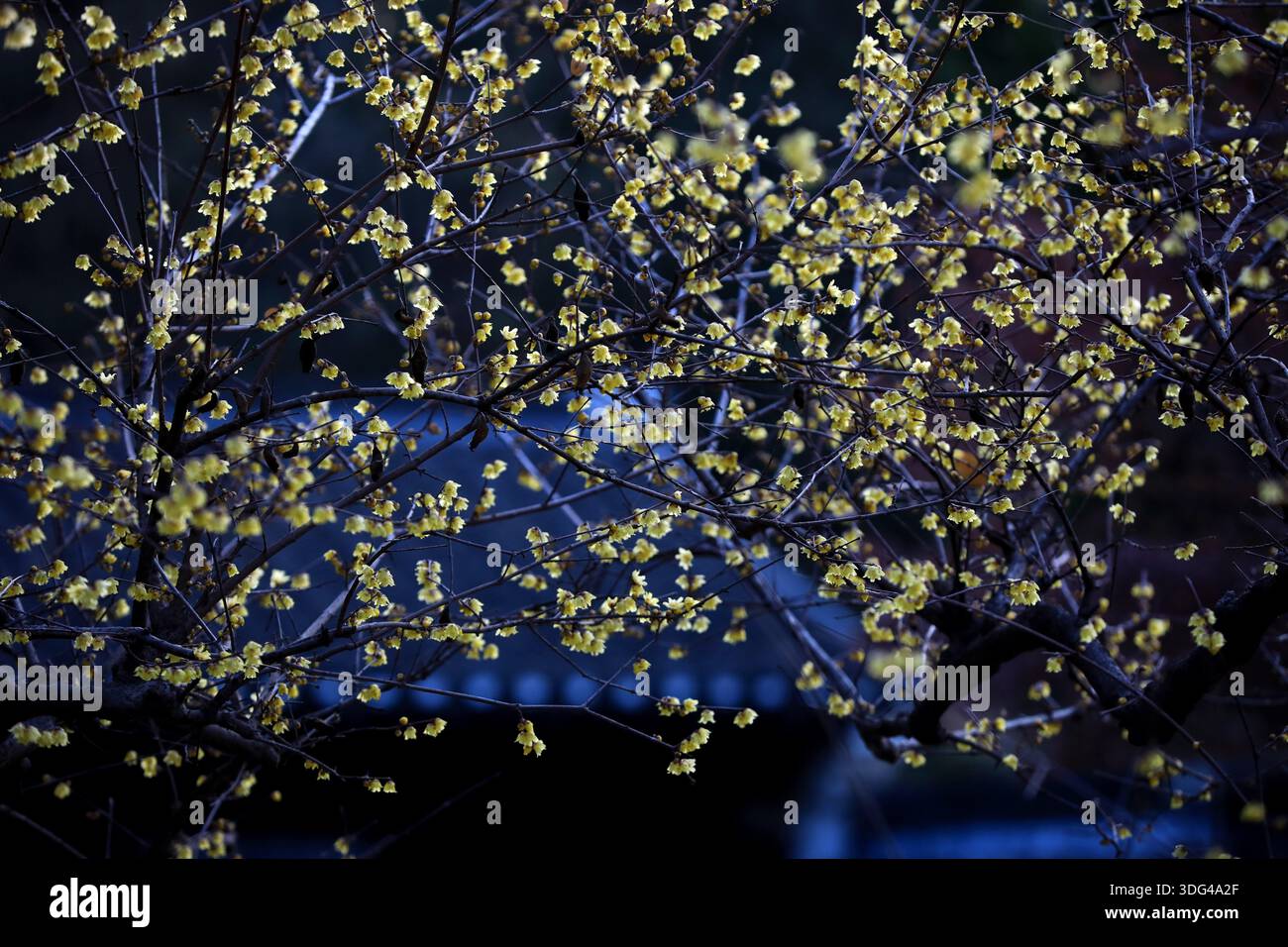 Wintersweet flowers bloom in Qingyanyuan classical garden in Huai'an ...
