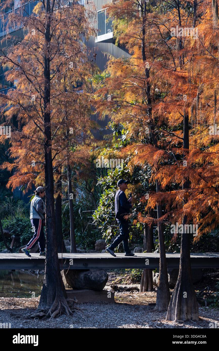 The metasequoia forest turns red during winter, attracting numerous ...