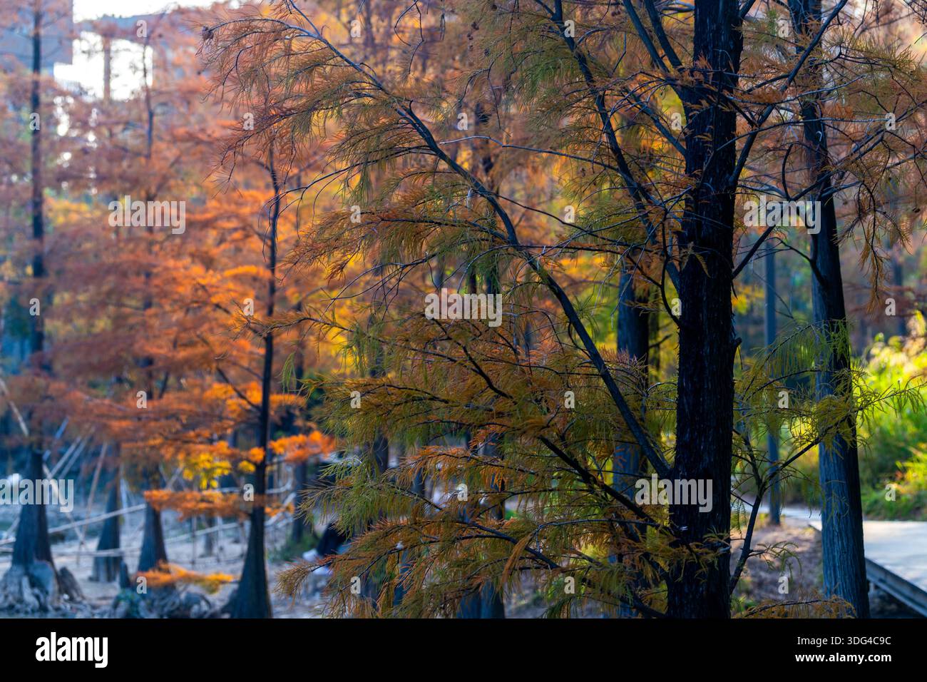 The metasequoia forest turns red during winter, attracting numerous ...