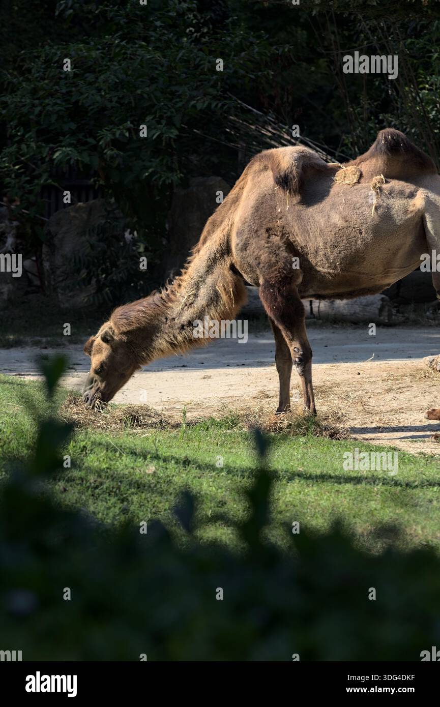 Camels eating and sitting on the ground in a zoo enclosure at sunset ...