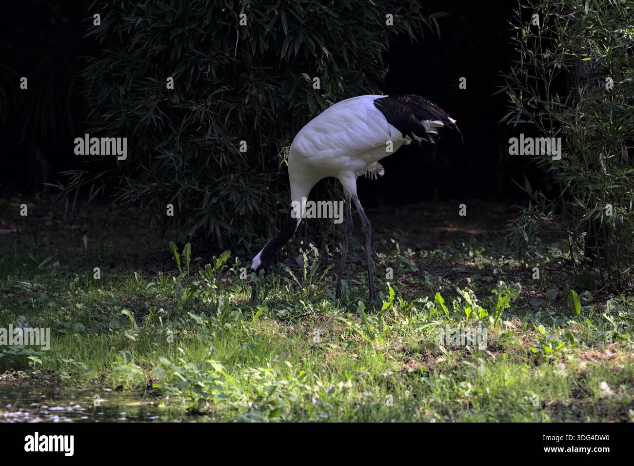 Crane eating from the ground in a zoo enclosure Stock Photo - Alamy