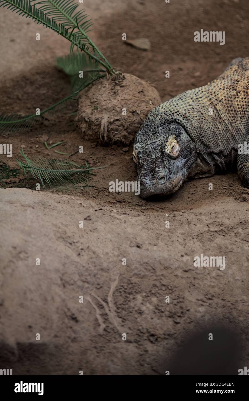 Komodo dragon lying on the sand of a zoo enclosure Stock Photo - Alamy