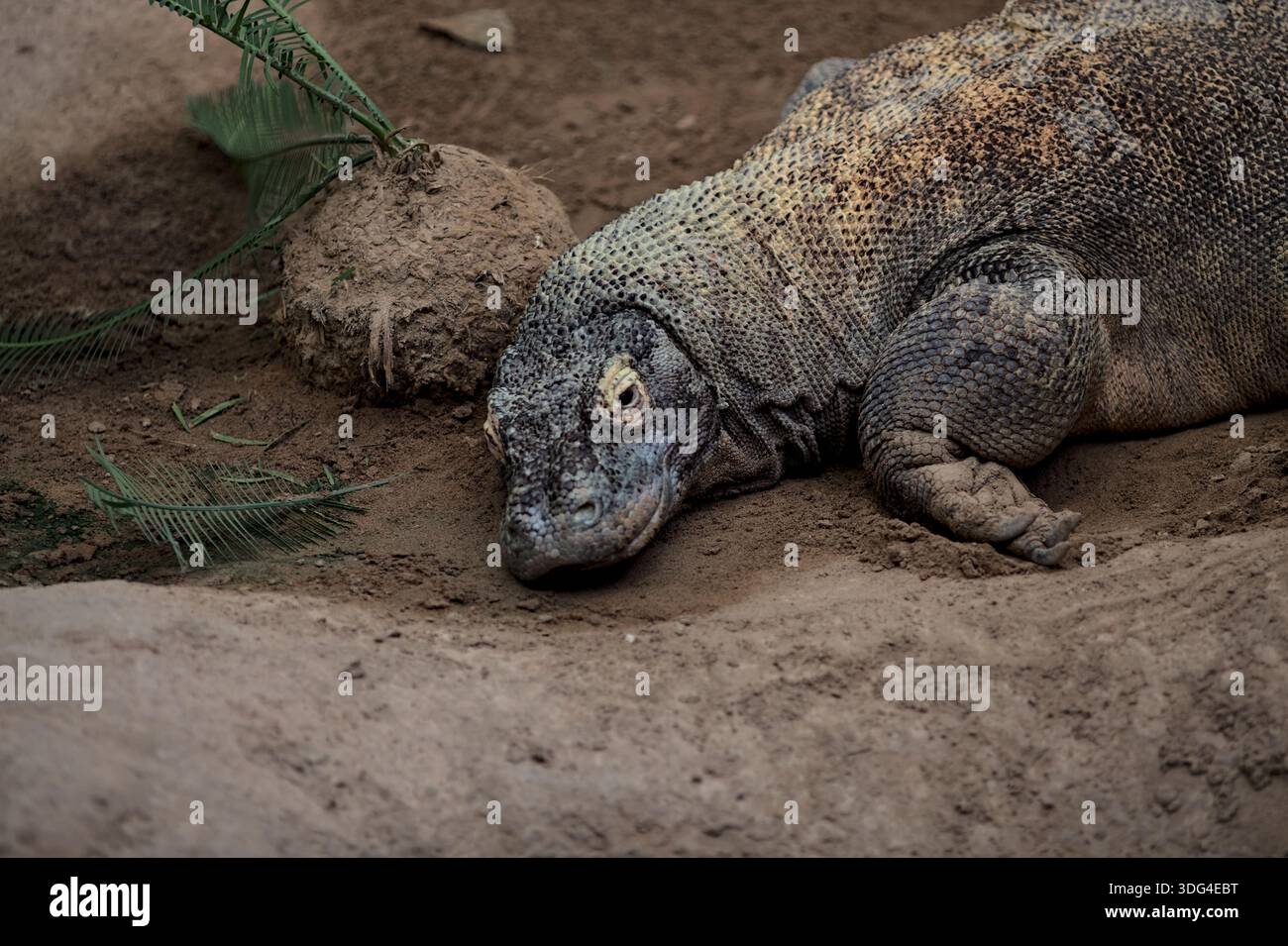 Komodo dragon lying on the sand of a zoo enclosure Stock Photo - Alamy