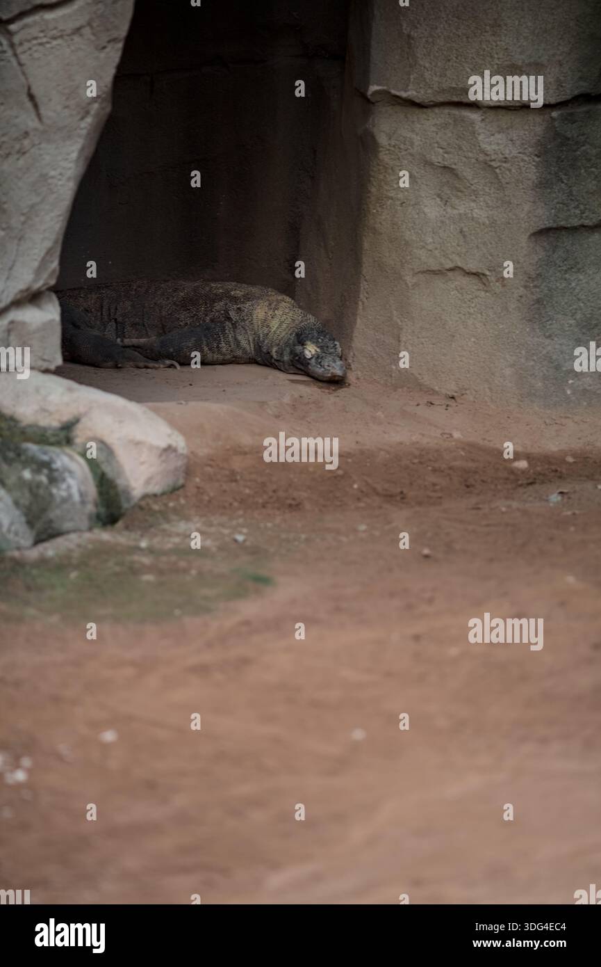 Komodo dragon lying on the sand of a zoo enclosure Stock Photo - Alamy