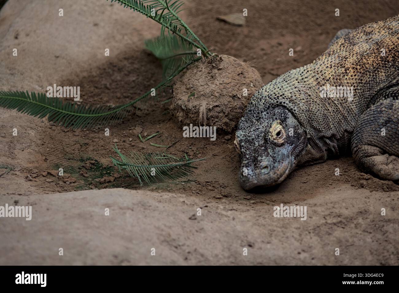 Komodo dragon lying on the sand of a zoo enclosure Stock Photo - Alamy