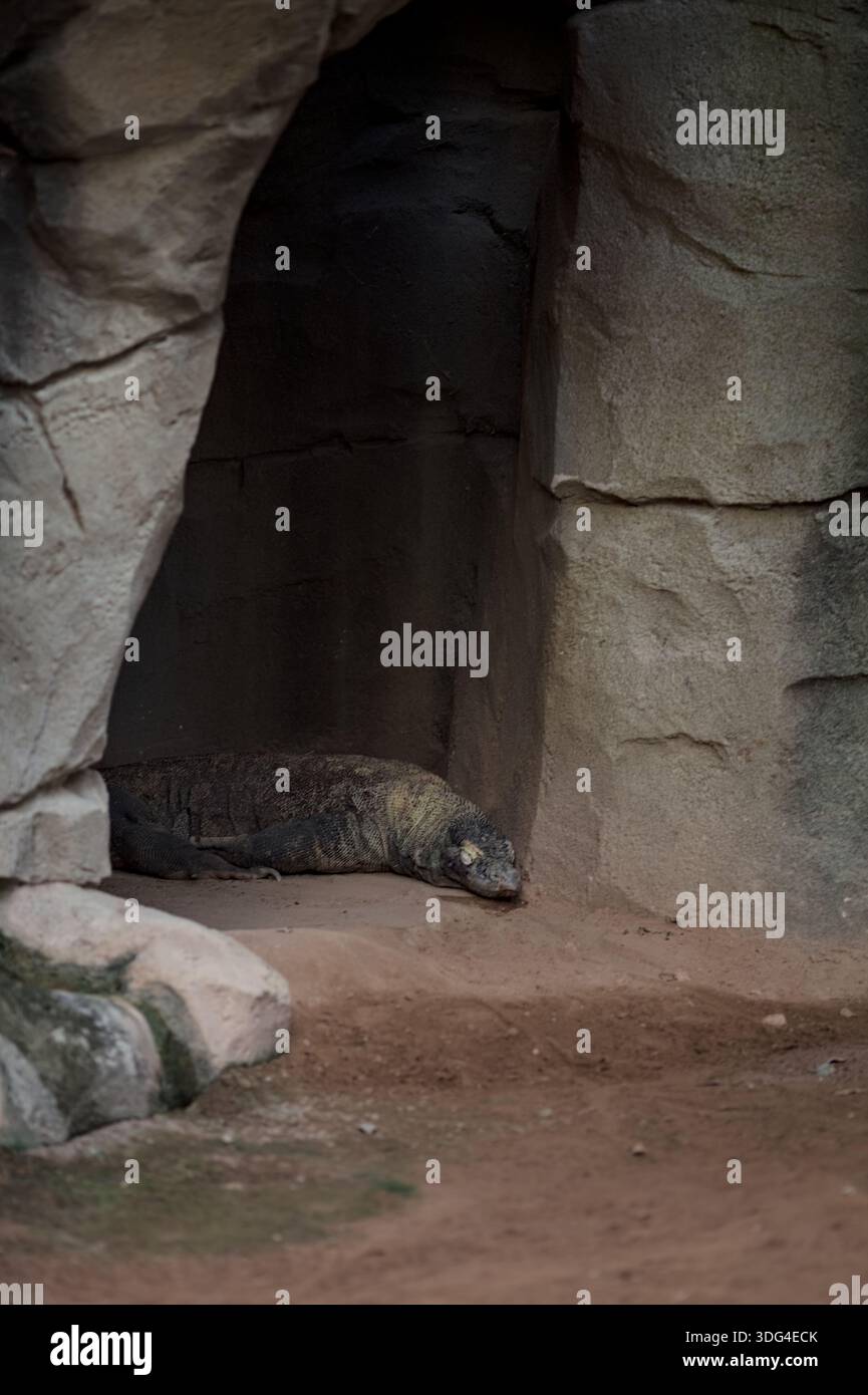 Komodo dragon lying on the sand of a zoo enclosure Stock Photo - Alamy