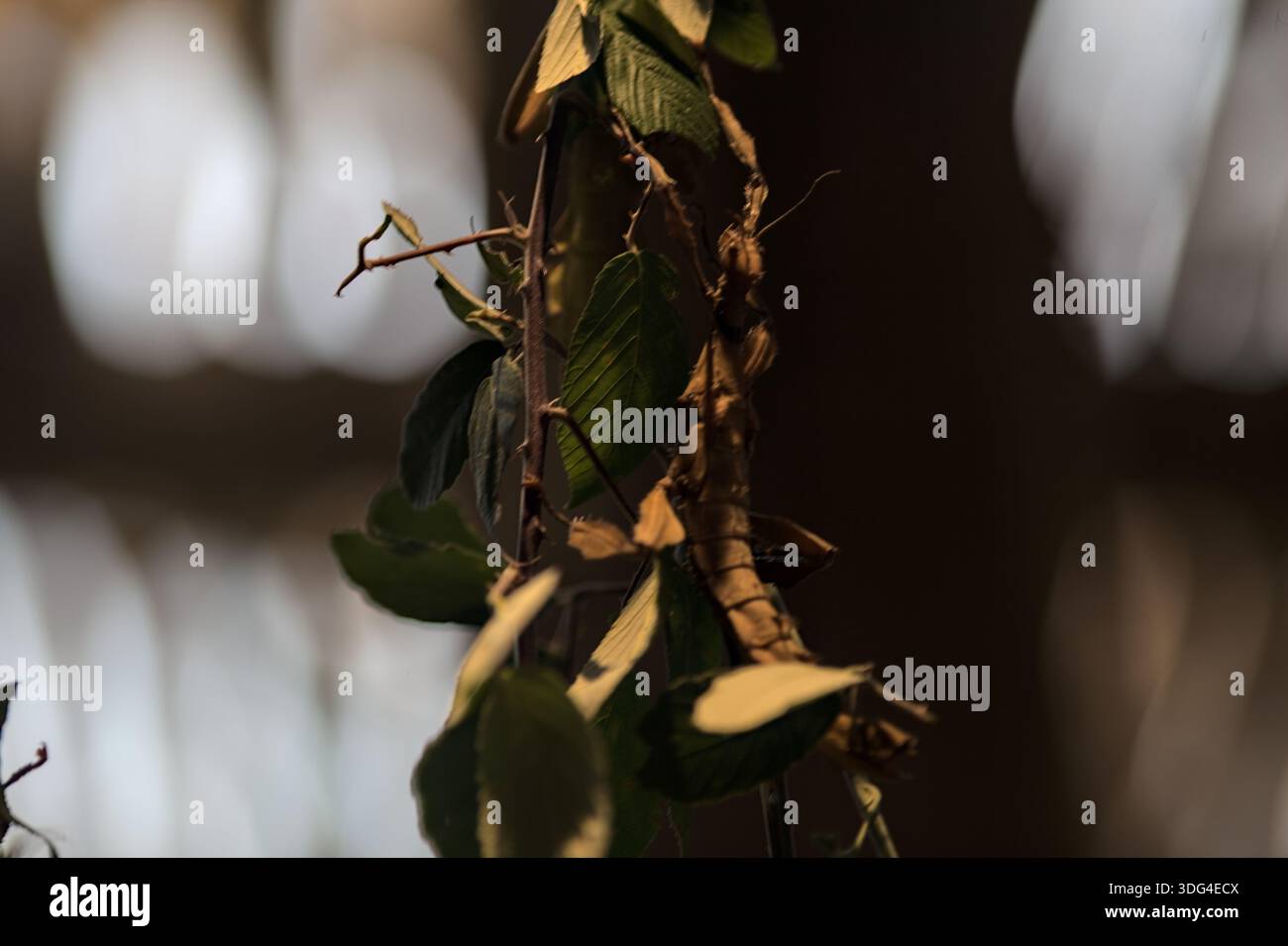 Stick bug hanging on a branch in a glasshouse of a zoo Stock Photo - Alamy