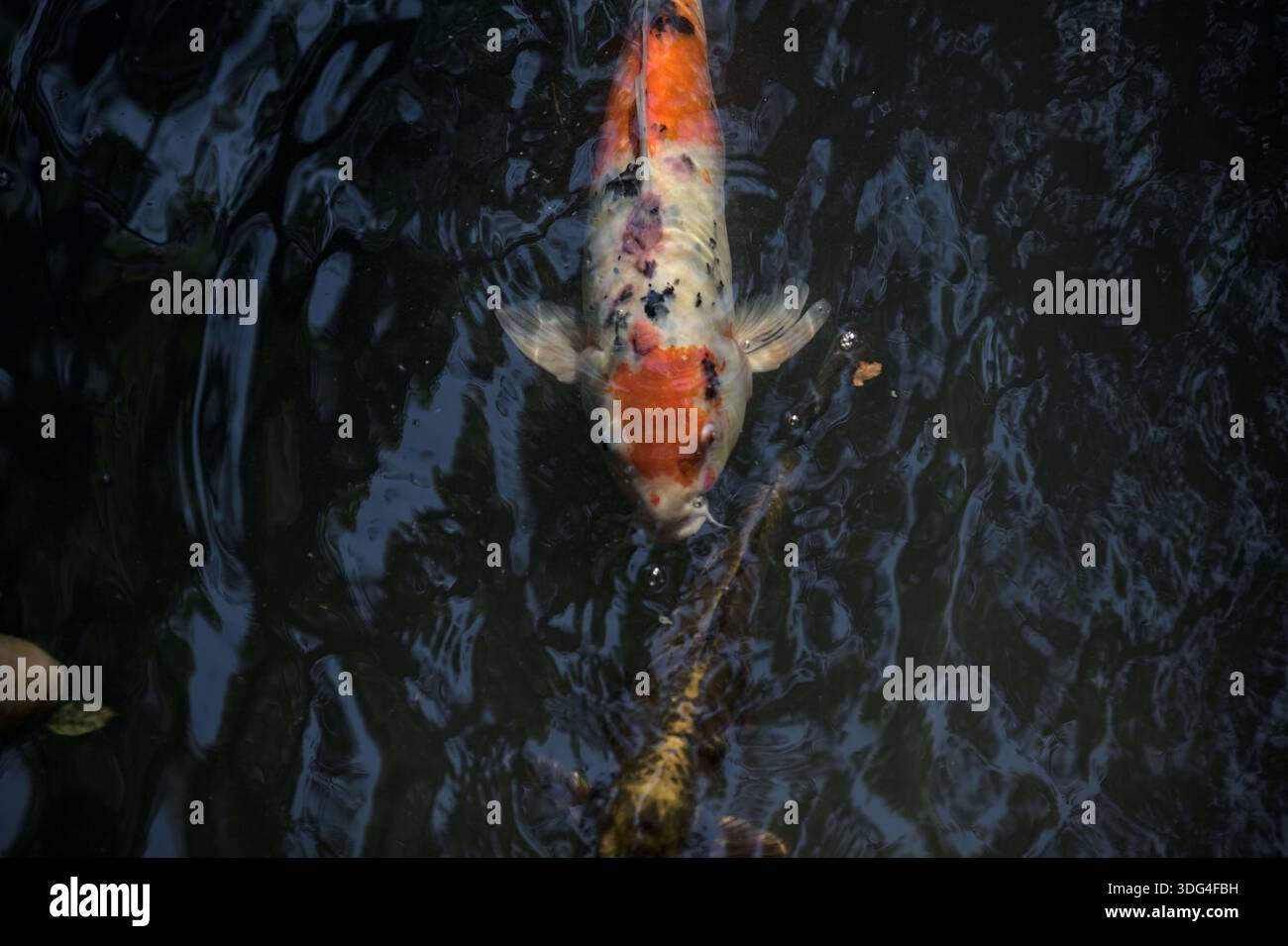 Koi carps swimming in a pond seen from above the water surface Stock ...