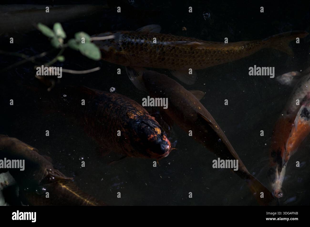 Koi carps swimming in a pond seen from above the water surface Stock ...