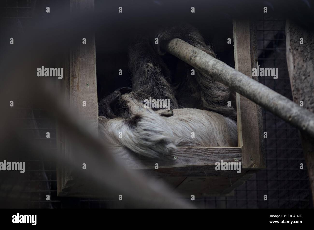 Monkeys in a zoo enclosure at sunset Stock Photo - Alamy