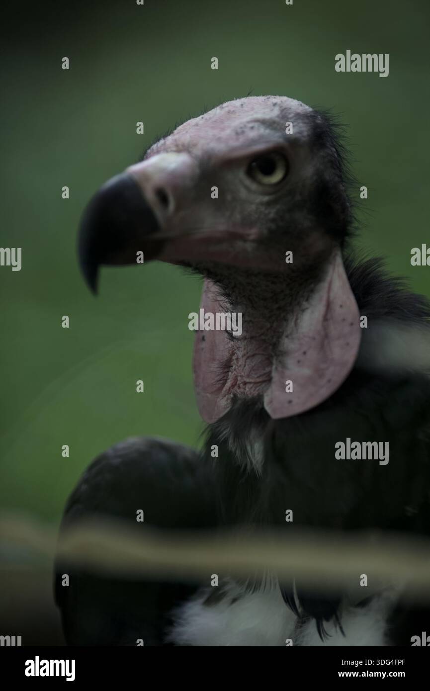 Vulture face seen up close Stock Photo - Alamy