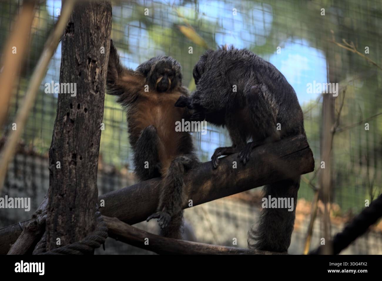 Monkeys in a zoo enclosure at sunset Stock Photo - Alamy